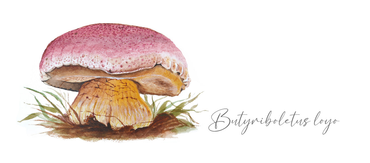 Boletus loyo – Hoja de Parra